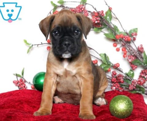 Boxer Puppies For Sale | Puppy Adoption | Keystone Puppies