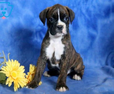 Boxer Puppies For Sale | Puppy Adoption | Keystone Puppies