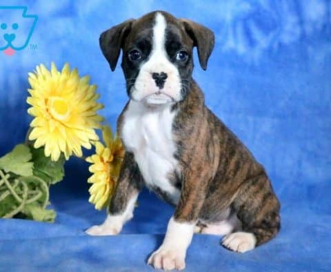 Boxer Puppies For Sale | Puppy Adoption | Keystone Puppies