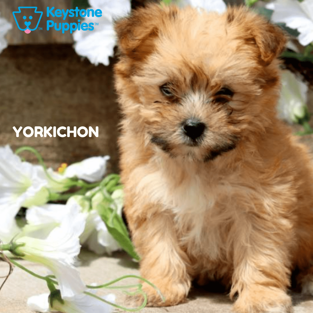 The Tiniest Dog Breeds | Keystone Puppies