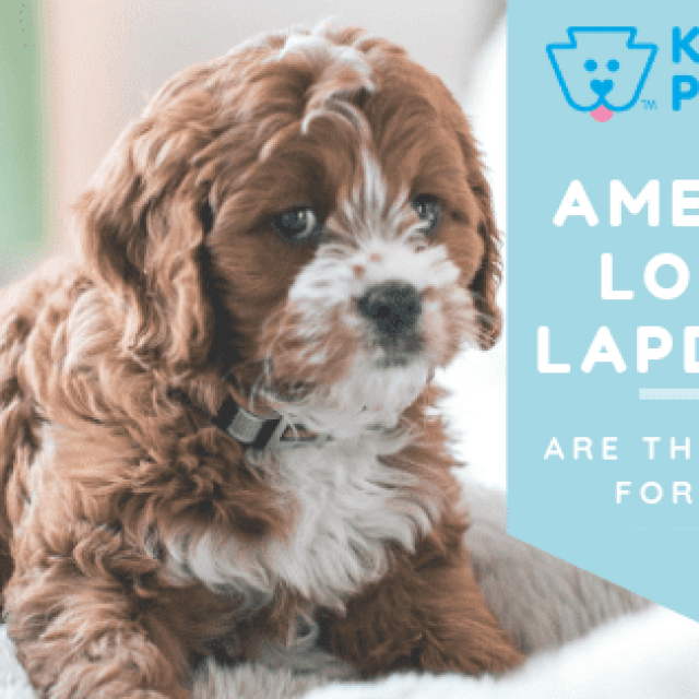 Bichpoo Puppies for Sale - Keystone Puppies