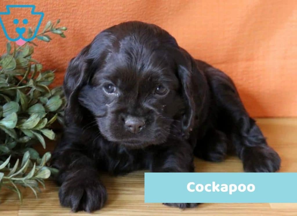 Picking the Best Names for Black Dogs | Keystone Puppies Blog