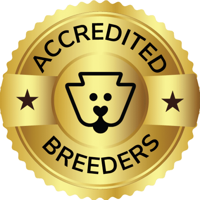 Puppies for Sale – Healthy Puppies from Reputable Breeders | Keystone ...