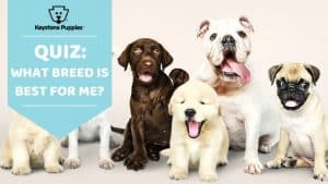 Dog Breed Quiz - Which Dog Breed Is Best for You? | Keystone Puppies