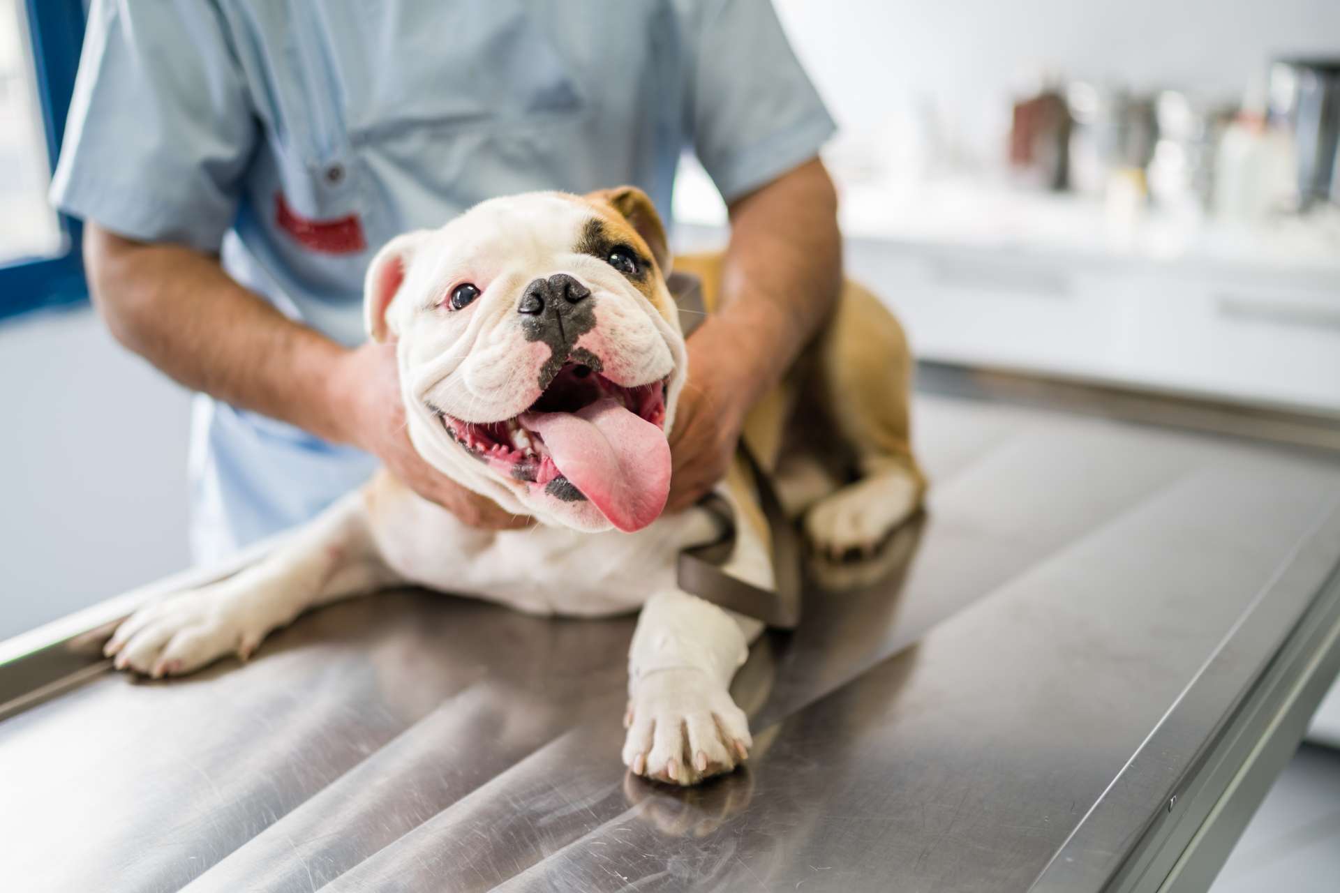 What Is A Puppy Health Guarantee
