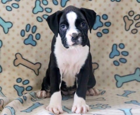 Boxer Puppies for Sale - Keystone Puppies