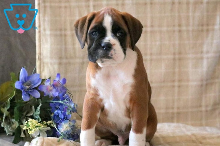 Top 10 Friendliest Dog Breeds | What are the Friendliest Dog Breeds? Top 10 Friendliest Dog Breeds | What are the Friendliest Dog Breeds?