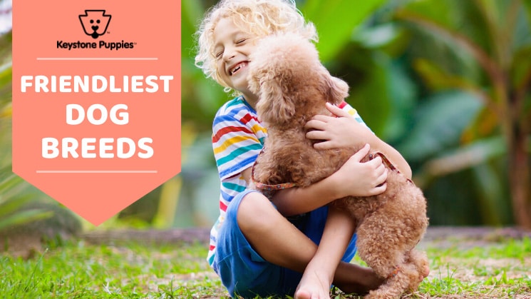 Top 10 Friendliest Dog Breeds | What are the Friendliest Dog Breeds? Top 10 Friendliest Dog Breeds | What are the Friendliest Dog Breeds?