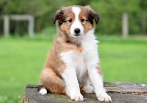 10 Best Dogs for First Time Owners | Keystone Puppies