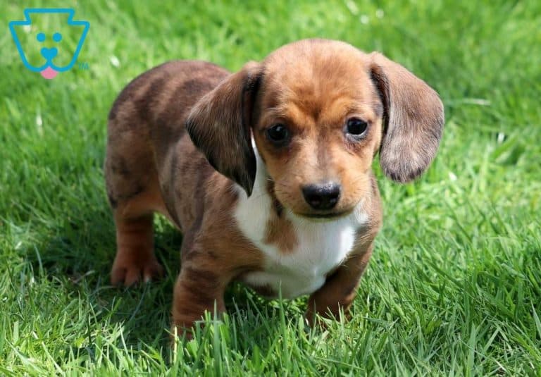 10 Best Dogs for First Time Owners | Top First Dog Breeds To Adopt