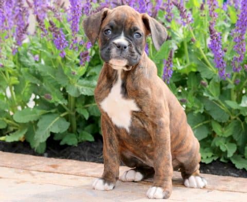 Boxer Puppies For Sale | Puppy Adoption | Keystone Puppies