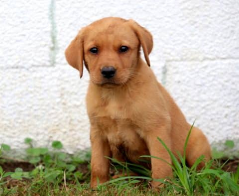 Fox Red Lab Puppies for Sale - Keystone Puppies