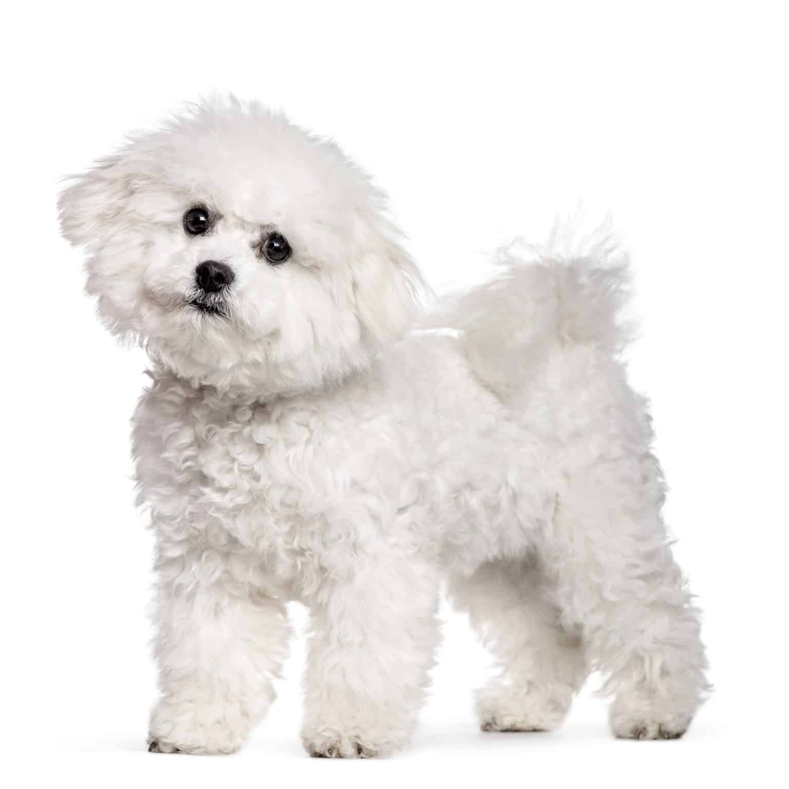 Affordable Lap Dogs for Sale | Find Your Best Lap Dog Breed!