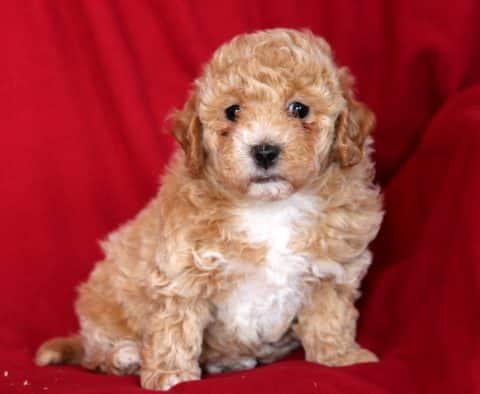 Bichpoo Puppies for Sale from Reputable Breeders - Keystone Puppies