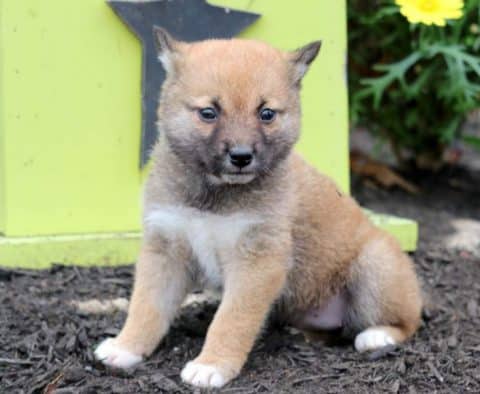 Shiba Inu Puppies for Sale - Keystone Puppies
