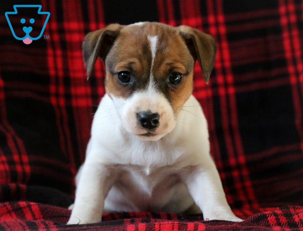 Are Plummer Terrier Hypoallergenic