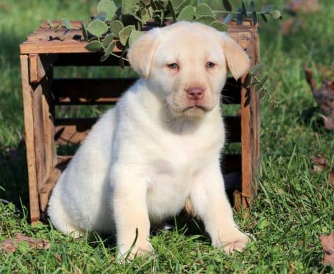 Yellow Lab Puppies for Sale - Keystone Puppies