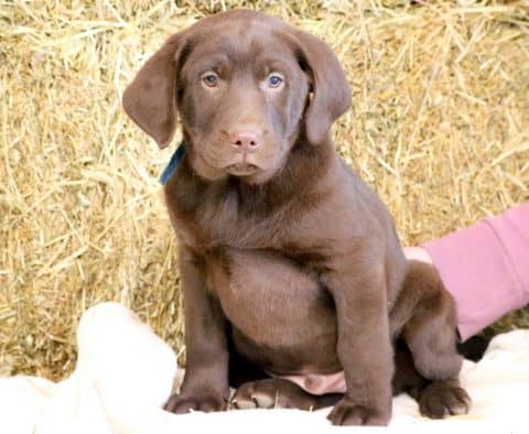 Chocolate Lab Puppies For Sale | Keystone Puppies