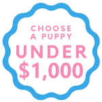Cheap Puppies for Sale Under $500 & $1000 | Keystone Puppies