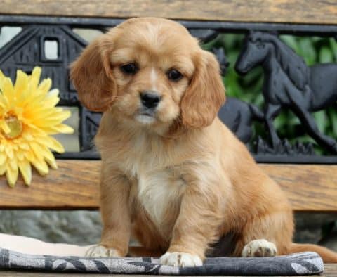 Cavalier Mix Puppies For Sale | Puppy Adoption | Keystone Puppies