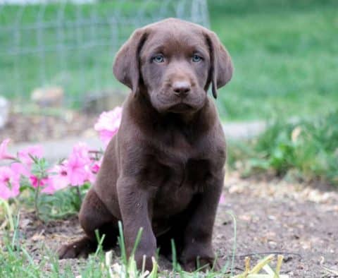 Chocolate Labrador Retriever Puppies For Sale | Puppy Adoption ...