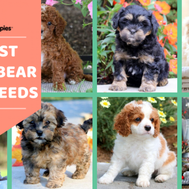 Bichpoo Puppies for Sale - Keystone Puppies