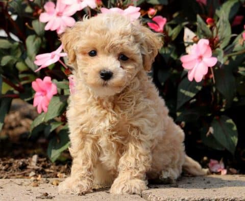Bichpoo Puppies For Sale | Puppy Adoption | Keystone Puppies