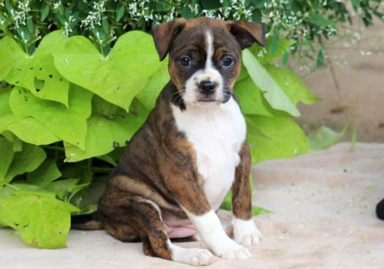 Boston Terrier Puppies for Sale - Keystone Puppies