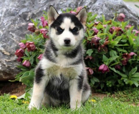 Siberian Husky Puppies For Sale | Puppy Adoption | Keystone Puppies