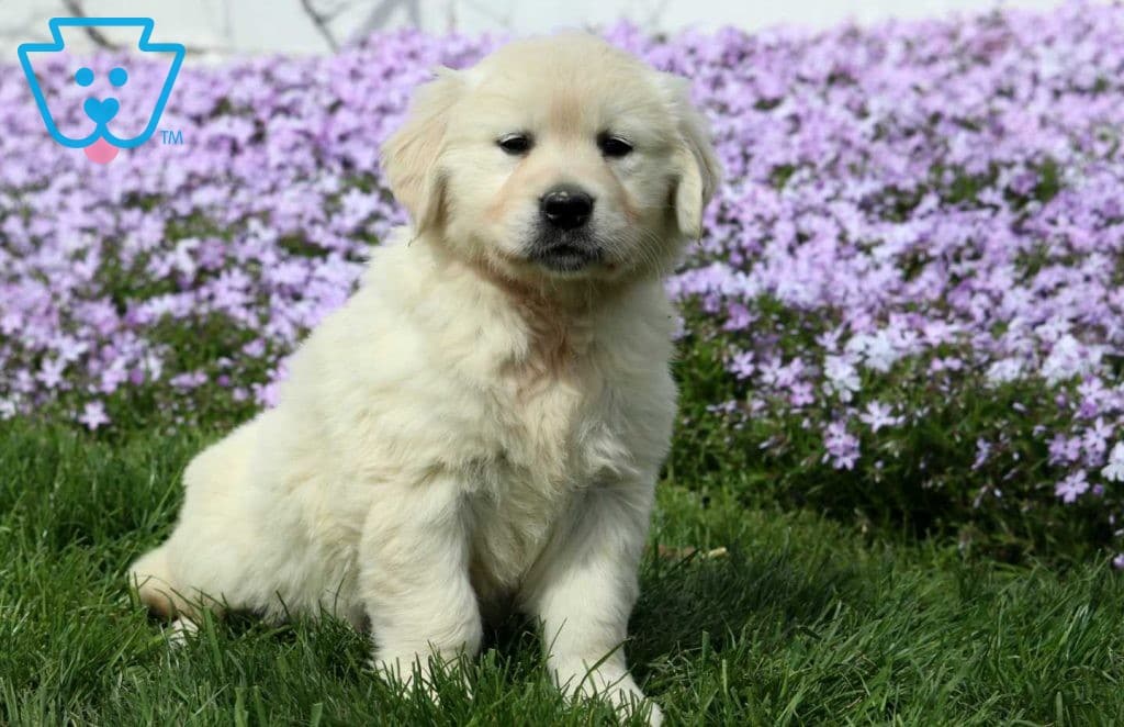 Boss | English Cream Golden Retriever Puppy For Sale | Keystone Puppies