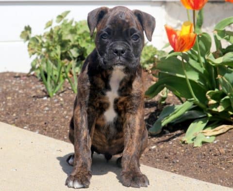Boxer Puppies For Sale | Puppy Adoption | Keystone Puppies