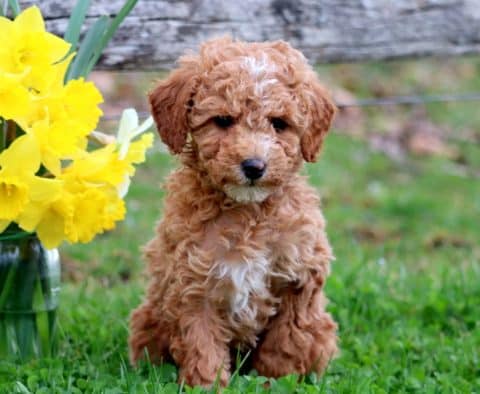 Meet Mini Poodles for Sale: Happy, Healthy & 100% Ready to be Loved