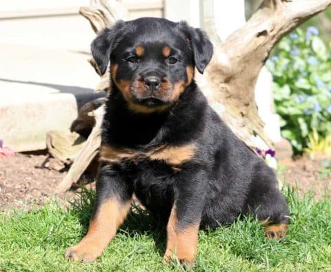 Rottweiler Puppies for Sale - Keystone Puppies
