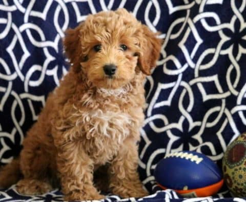 Cockapoo Puppies for Sale - Keystone Puppies