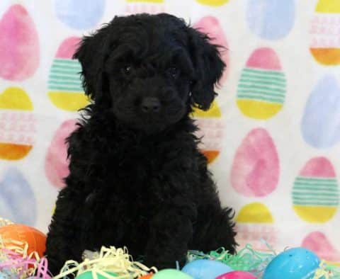 Cockapoo Puppies for Sale - Keystone Puppies