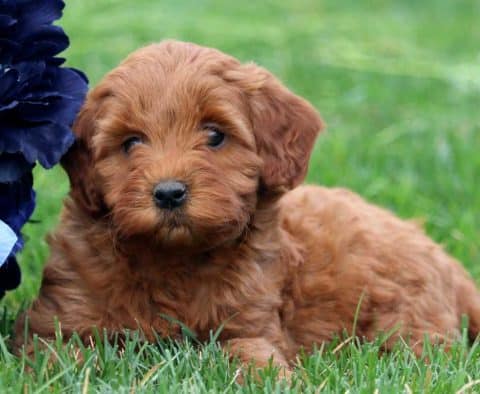 Miniature Labradoodle Puppies For Sale Puppy Adoption Keystone Puppies