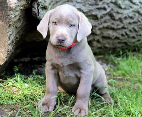 Silver Lab Puppies for Sale - Keystone Puppies