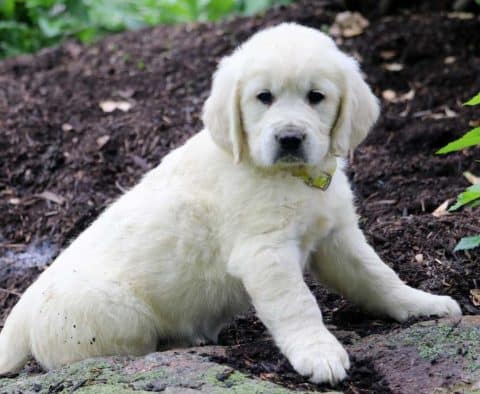 English Cream Golden Retriever Puppies for Sale - Keystone Puppies