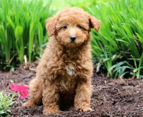 Aussiedoodle - Mini Puppies For Sale | Puppy Adoption | Keystone Puppies
