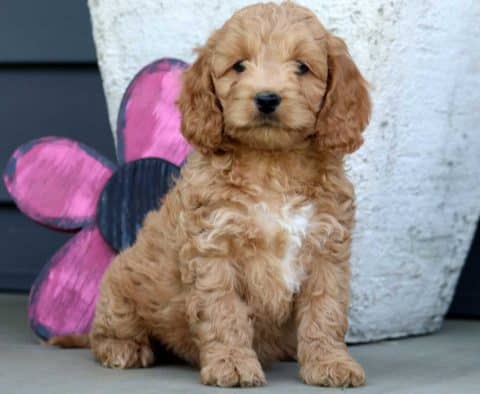 Cockapoo Puppies for Sale - Keystone Puppies