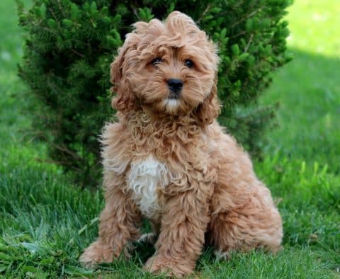 Puppy Finder: Find & Buy a Dog today by using our Petfinder