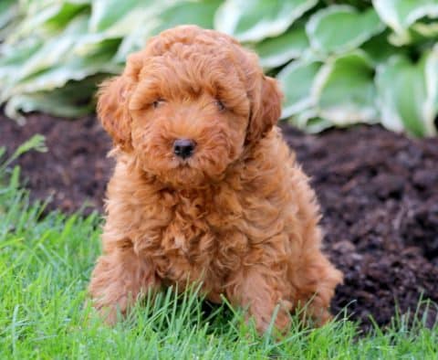 Cockapoo Puppies For Sale | Puppy Adoption | Keystone Puppies