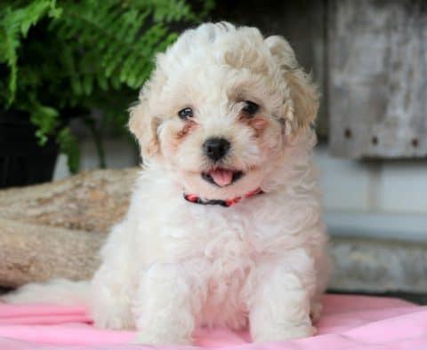 Puppy Finder: Find & Buy a Dog today by using our Petfinder