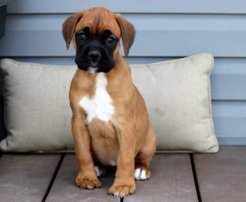 Boxer Puppies For Sale | Puppy Adoption | Keystone Puppies