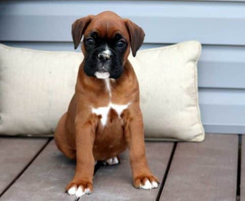 Boxer Puppies For Sale | Puppy Adoption | Keystone Puppies