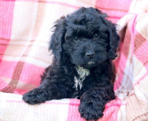 Cockapoo Puppies For Sale | Puppy Adoption | Keystone Puppies