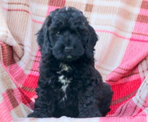 Cockapoo Puppies for Sale - Keystone Puppies