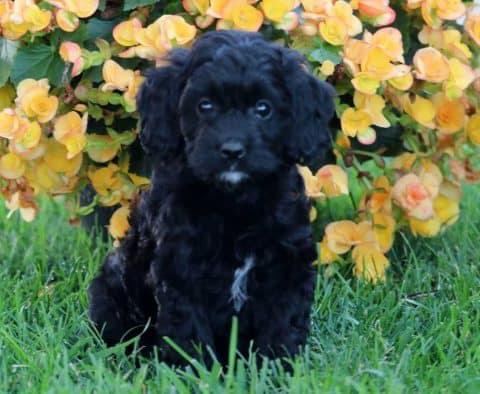 Cockapoo Puppies for Sale - Keystone Puppies