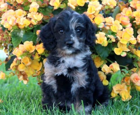 Cockapoo Puppies for Sale - Keystone Puppies