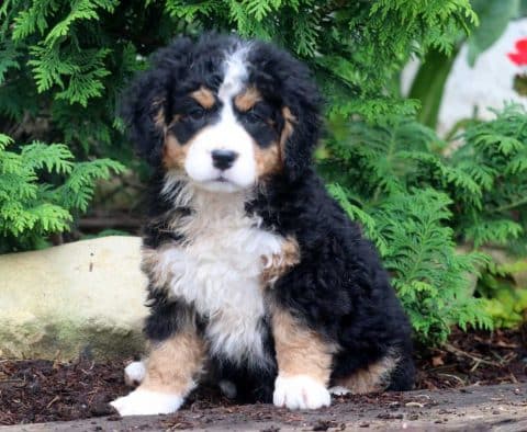 Mini Bernedoodle Puppies for Sale - Keystone Puppies